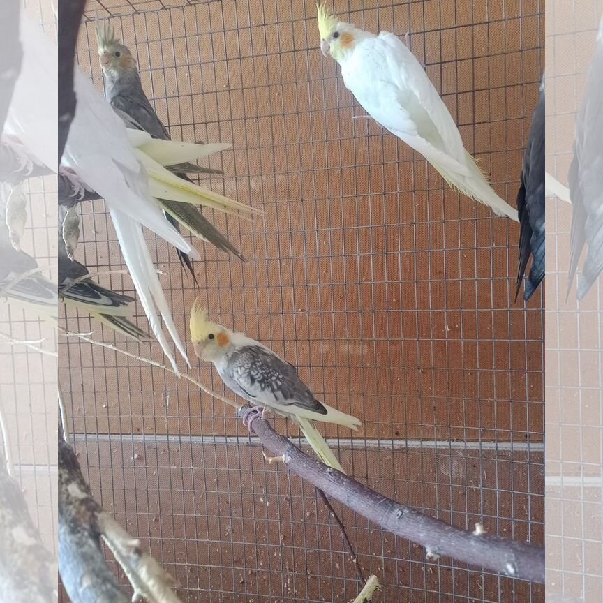 Птенцы корелла