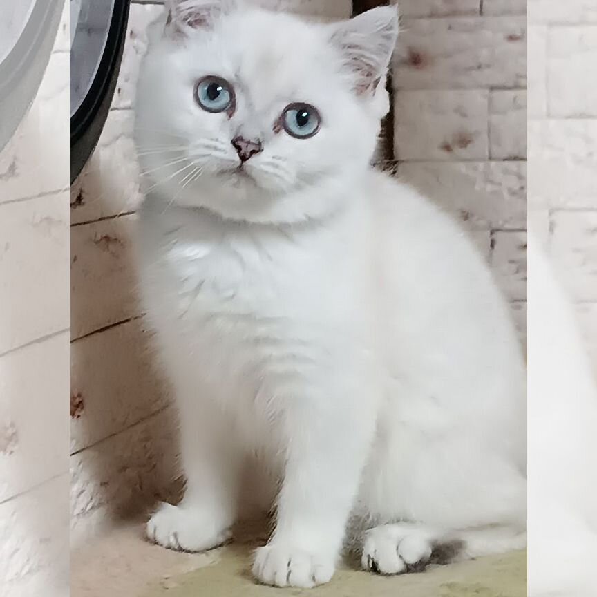 Британский короткошёрстный котёнок