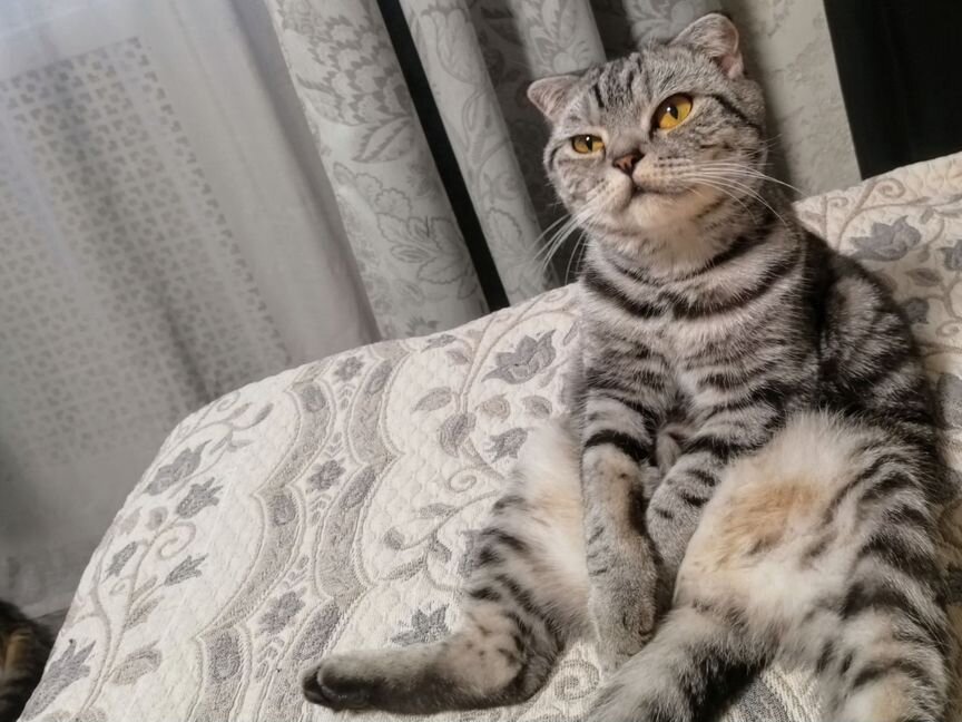 Шотландская вислоухая кошка
