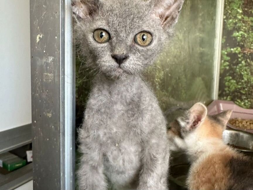 Котенок Бабу-ищем для котенка добрый дом