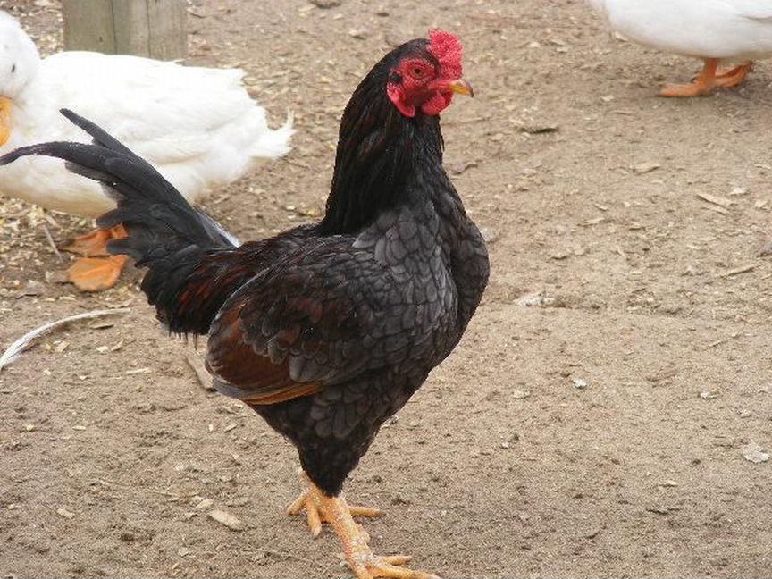 Петушки породы корниш