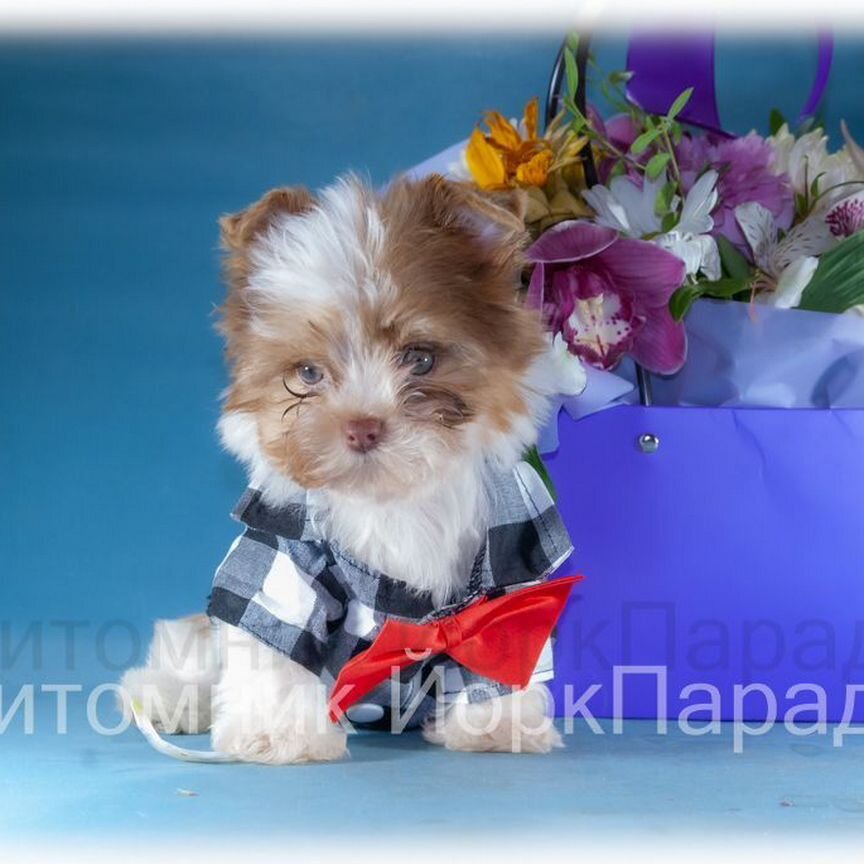 Мини биро мальчик