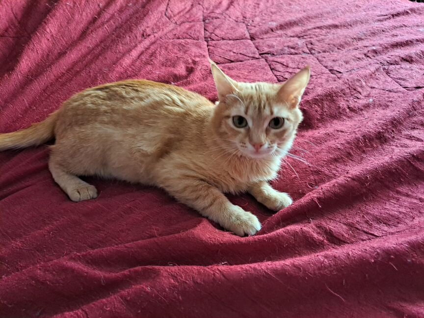 Кот в добрые руки