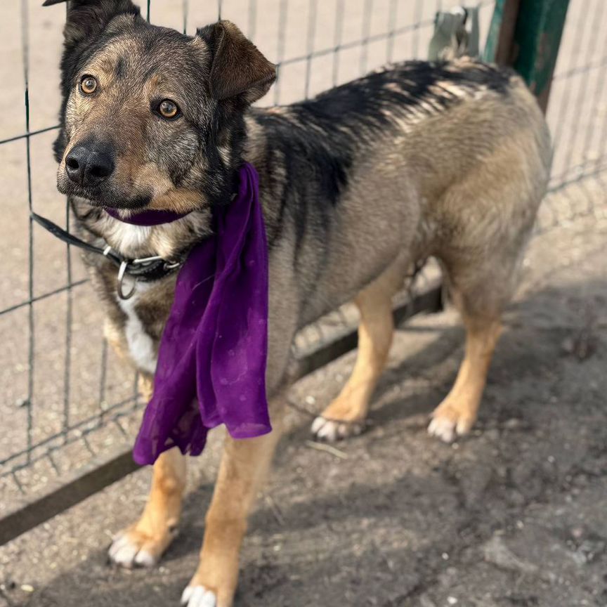 Взрослый пёс в добрые руки