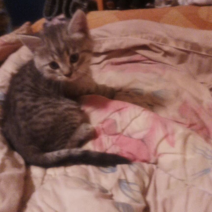 Отдам кота в добрые руки