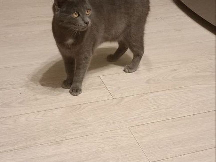 Отдам бесплатно в добрые руки кошечку