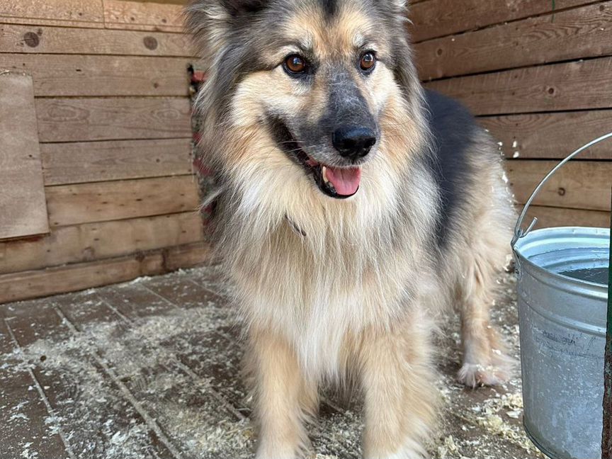 Красавец пес Бароша из приюта ищет дом