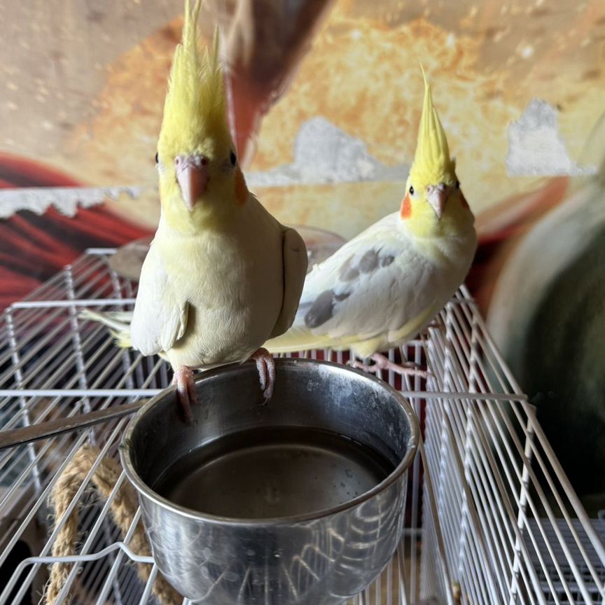 Попугаи корела