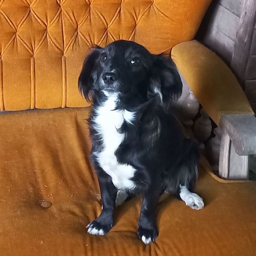 Собака Дина