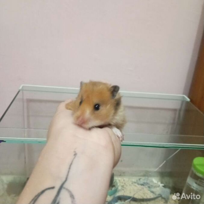 Сирийский хомяк маленькие