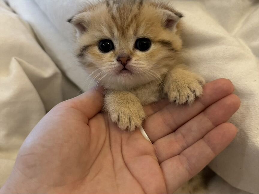Котята золотистая шиншилла