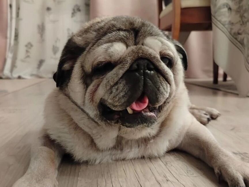 Пёс Жорик ищет хозяев. Отдадим в хорошие руки