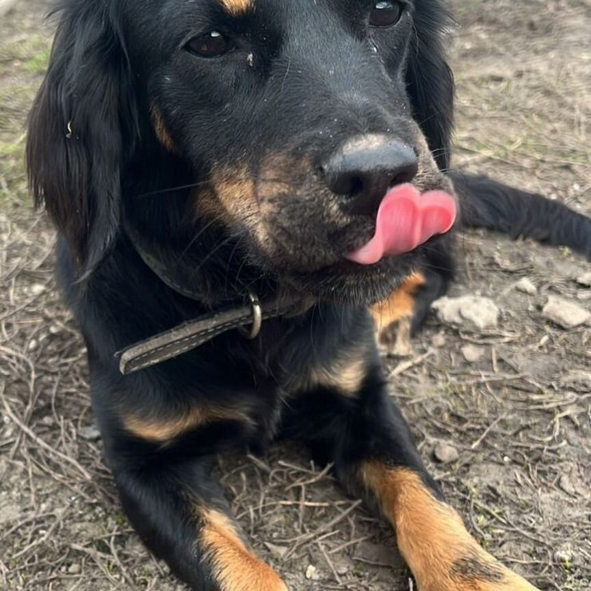 Собака в добрые руки