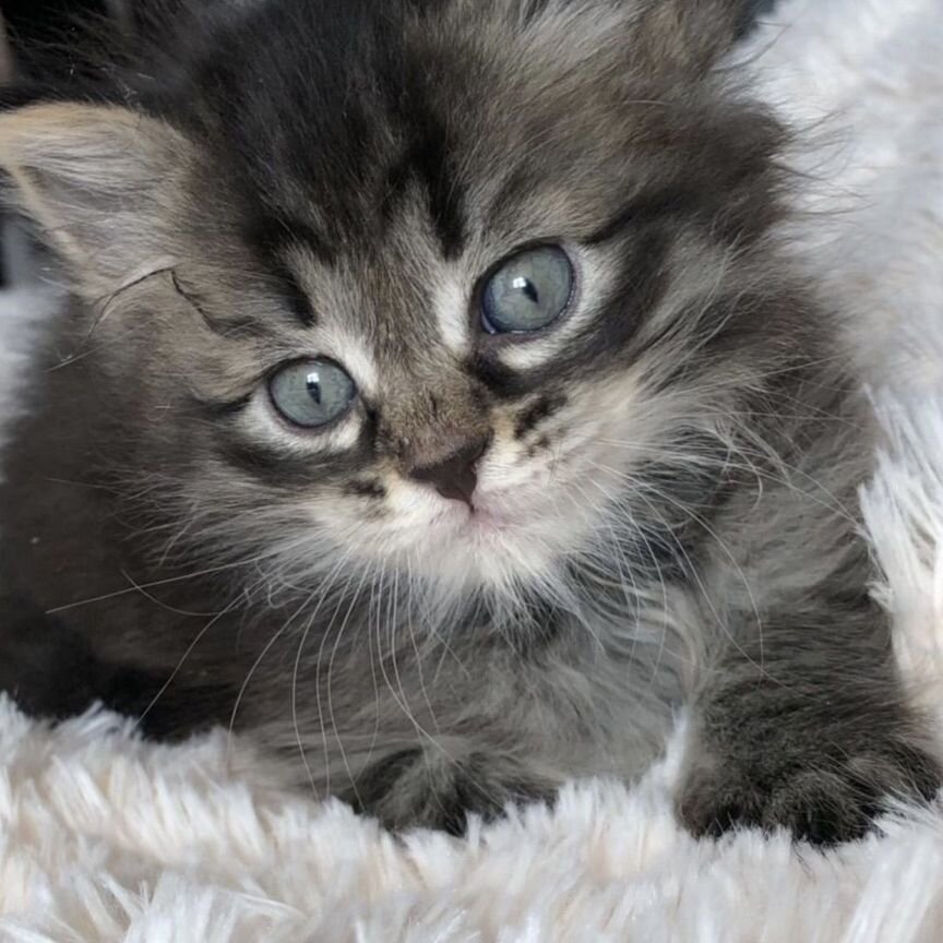 Сибирские пушистики