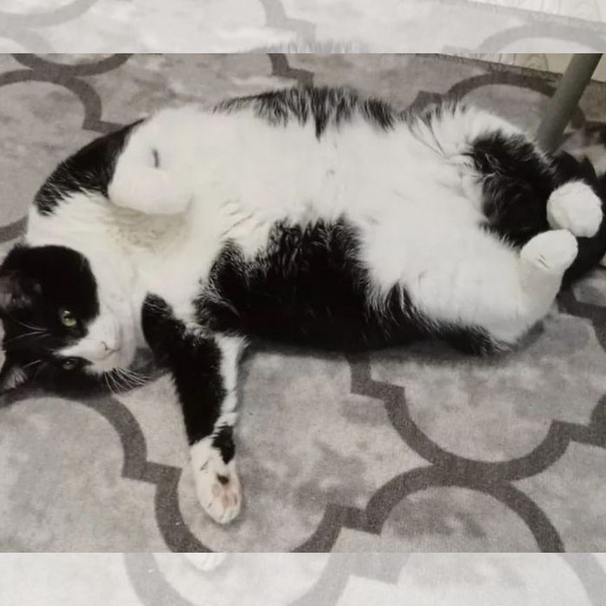 Взрослая, Девочка кошка в добрые руки