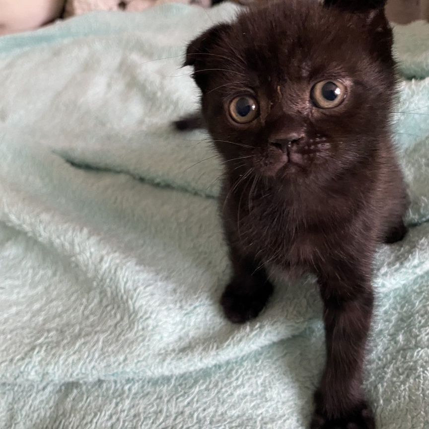 Шотланский котенок