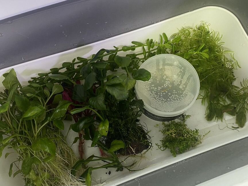 Аквариумные растения