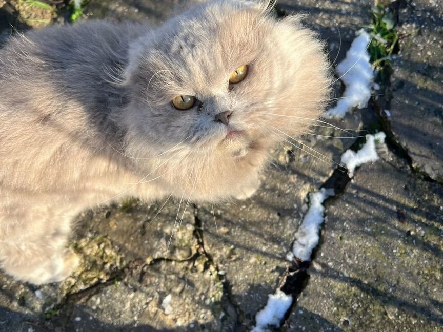 Котик плюша ищет семью