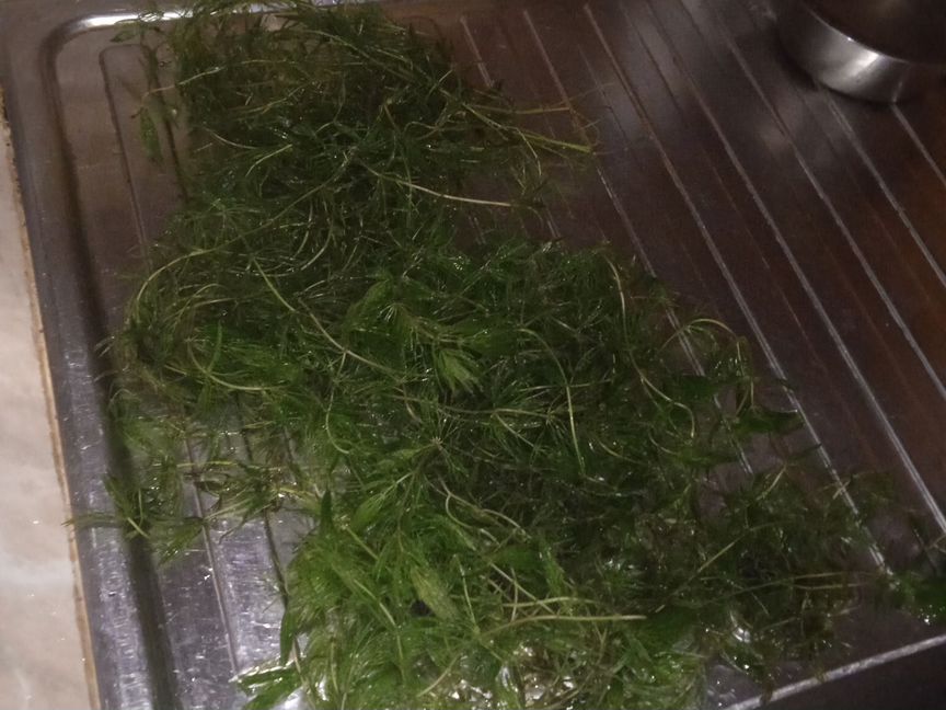 Трава в аквариум