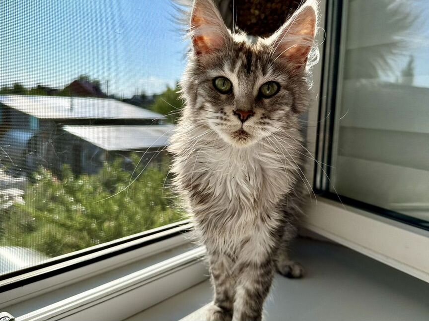 Котенок мейн-кун