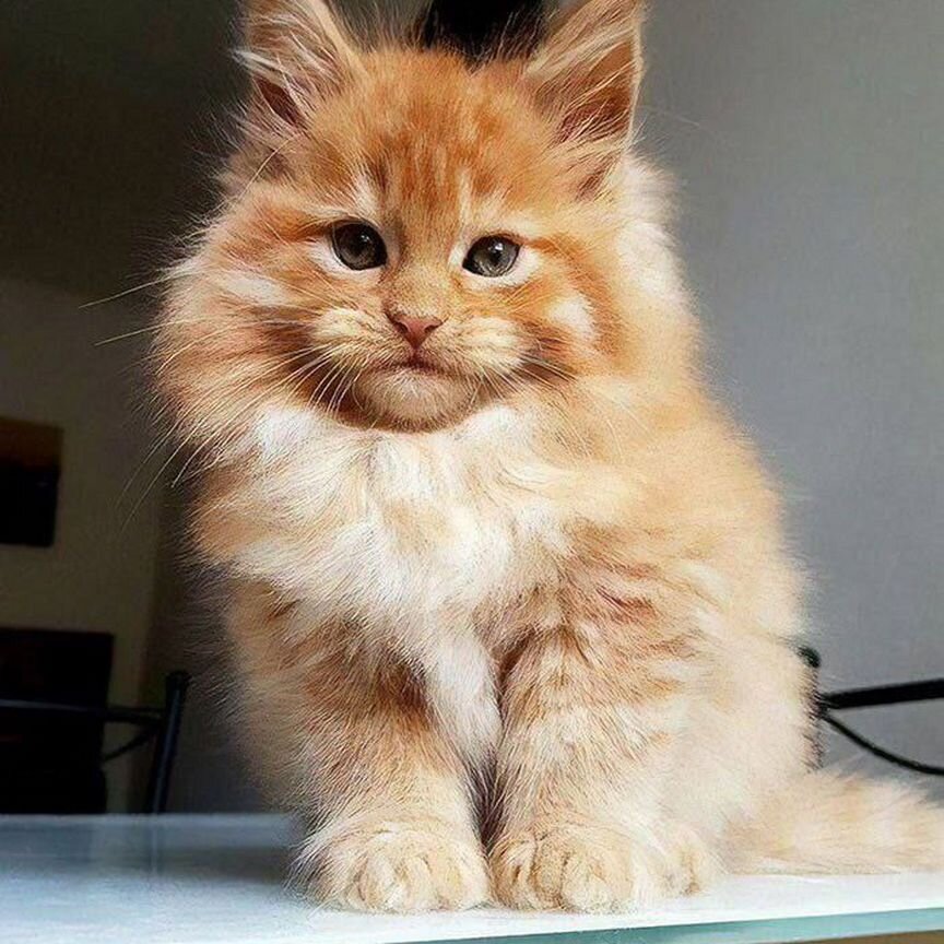 Норвежские лесные котята