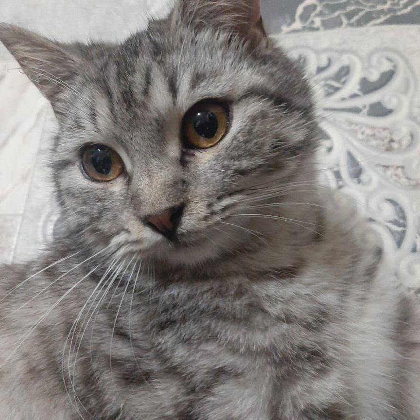 Потерялась кошка с котёнком