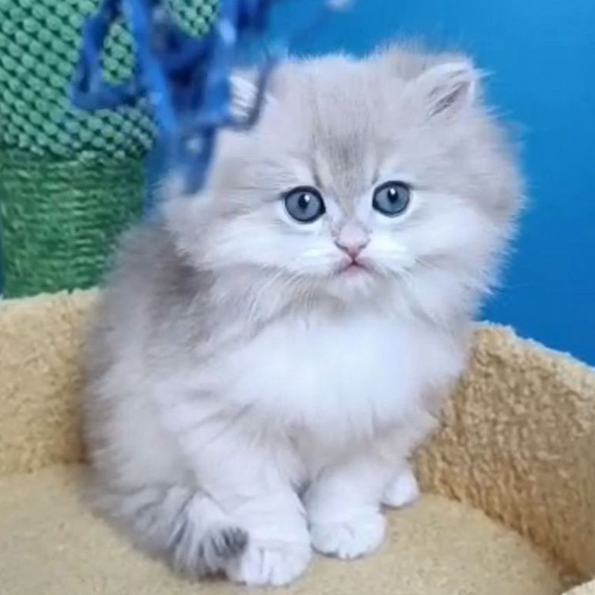 Британский длинношёрстный котёнок