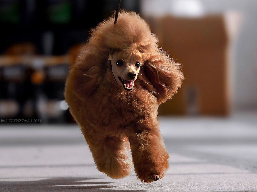 Карликовый пудель