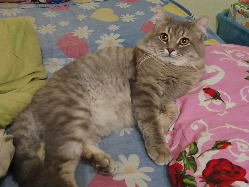 Вязка Сибирский кот
