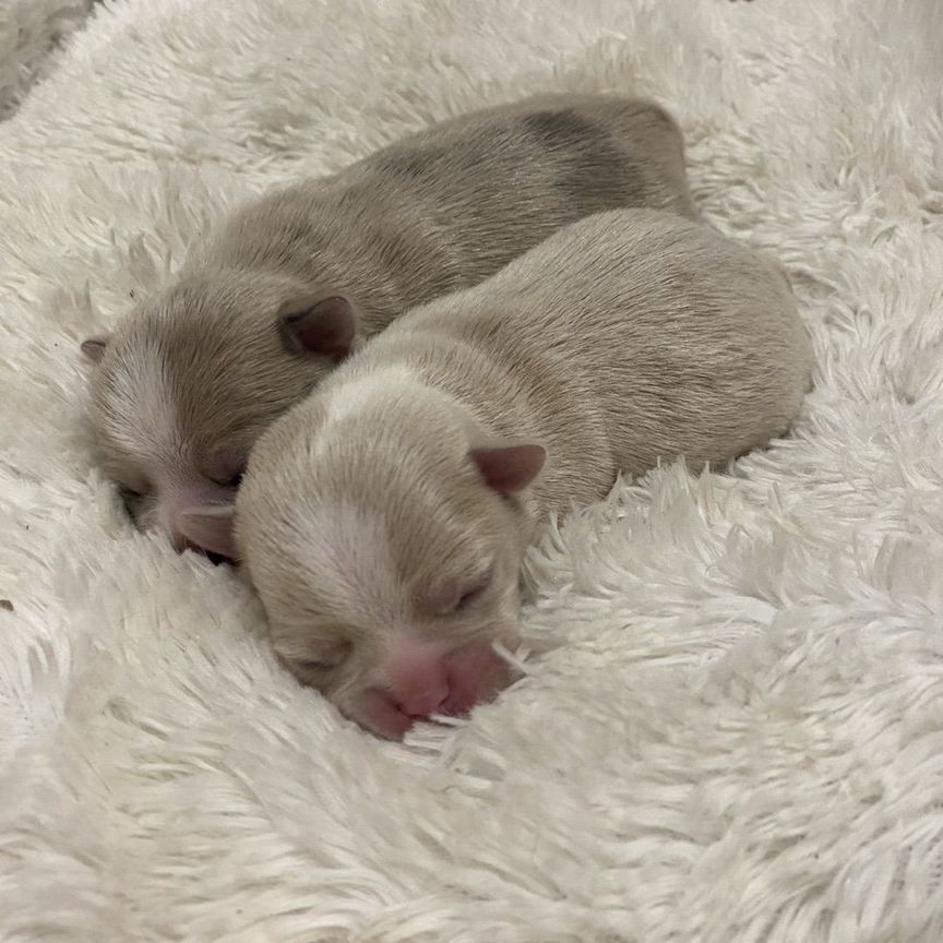 Щеночки чишки