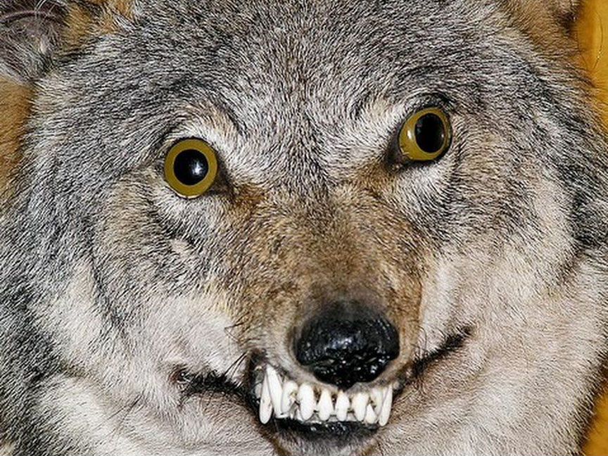 Бобик, очень умный пёс