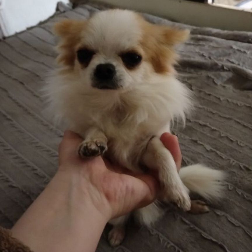 Чихуахуа мини