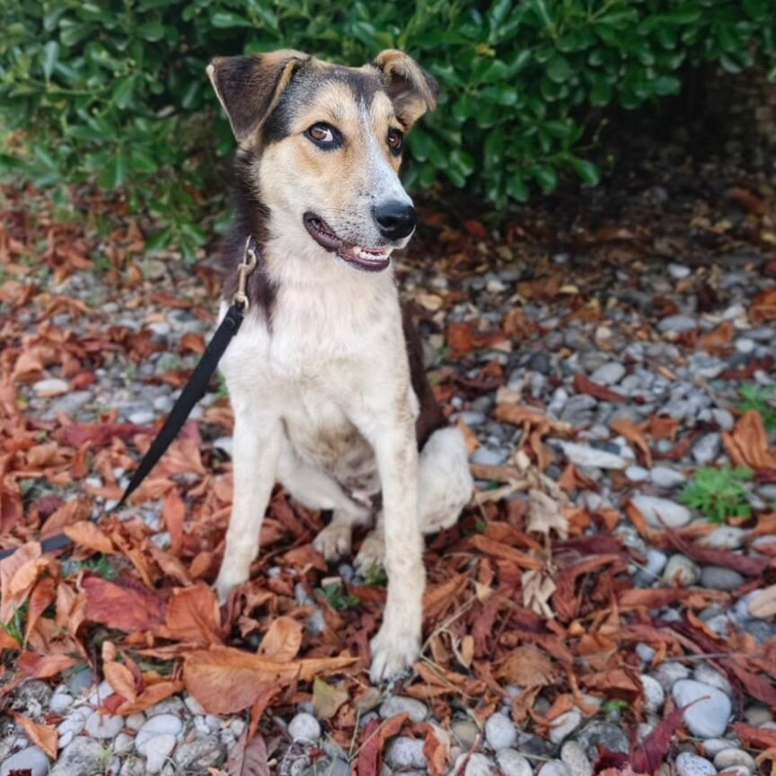 Щенок в добрые руки