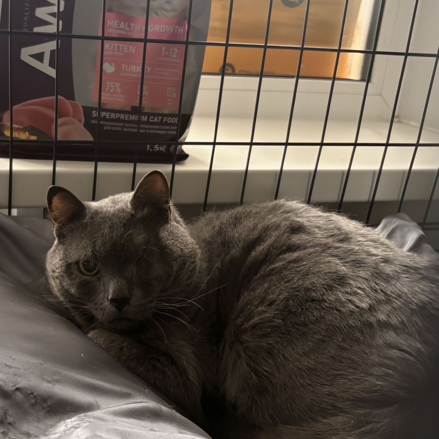 Русский голубой, взрослый кот