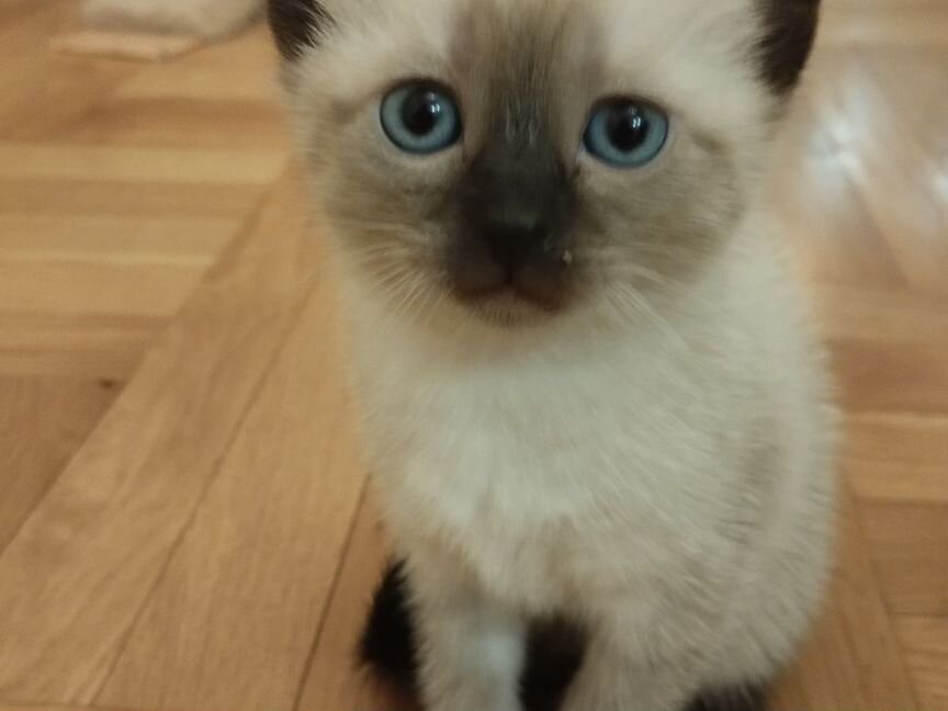 Котята тайской кошки