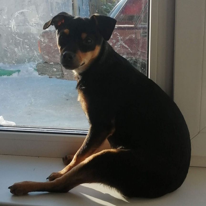 Русский той-терьер, взрослая собака