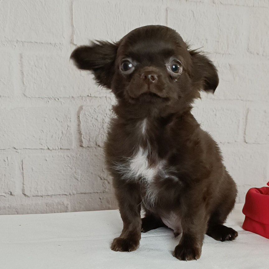 Чих мальчик миник