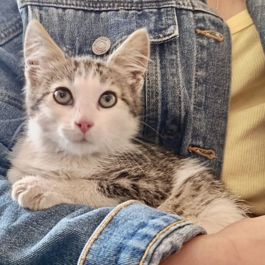 Европейский короткошёрстный котёнок