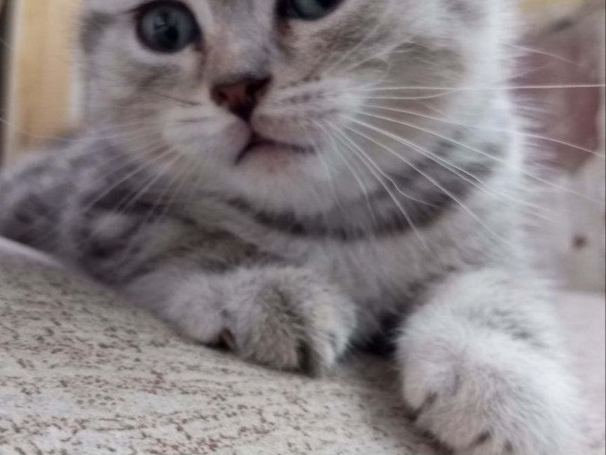 Шотландский котенок, мальчик
