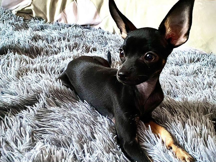 Мини той-терьер вязка