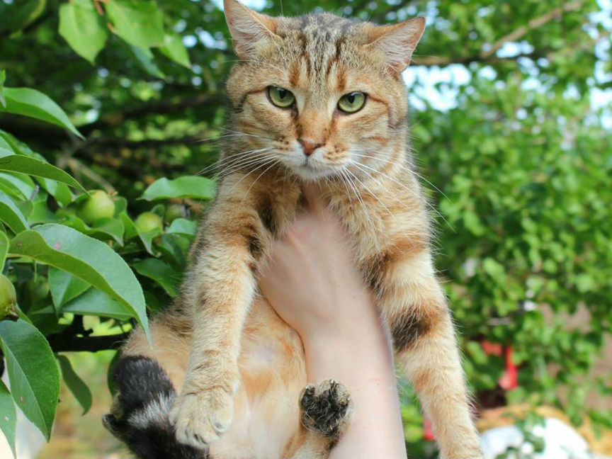 Котик Барсук ищет дом
