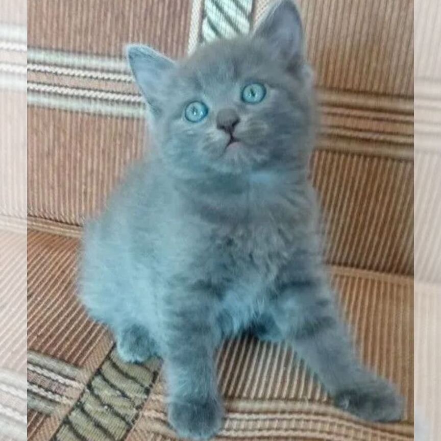 Британские котята