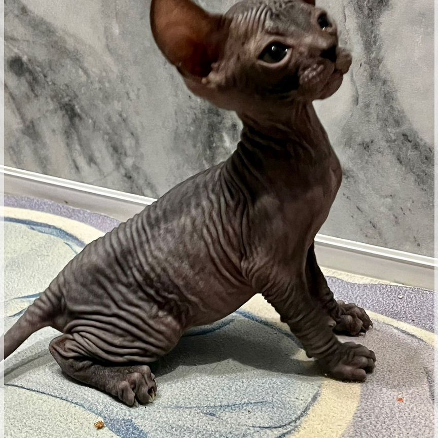 Донской сфинкс котёнок