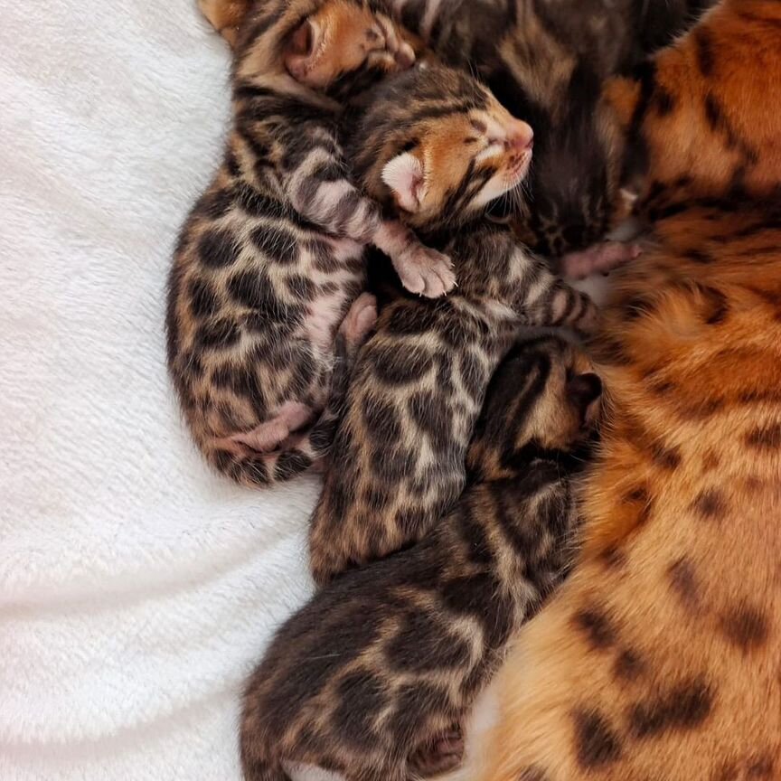 Бенгальские малышки