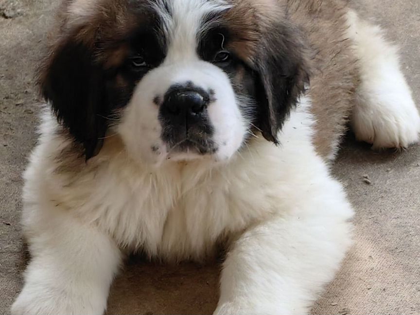 Элитный щенок сенбернара