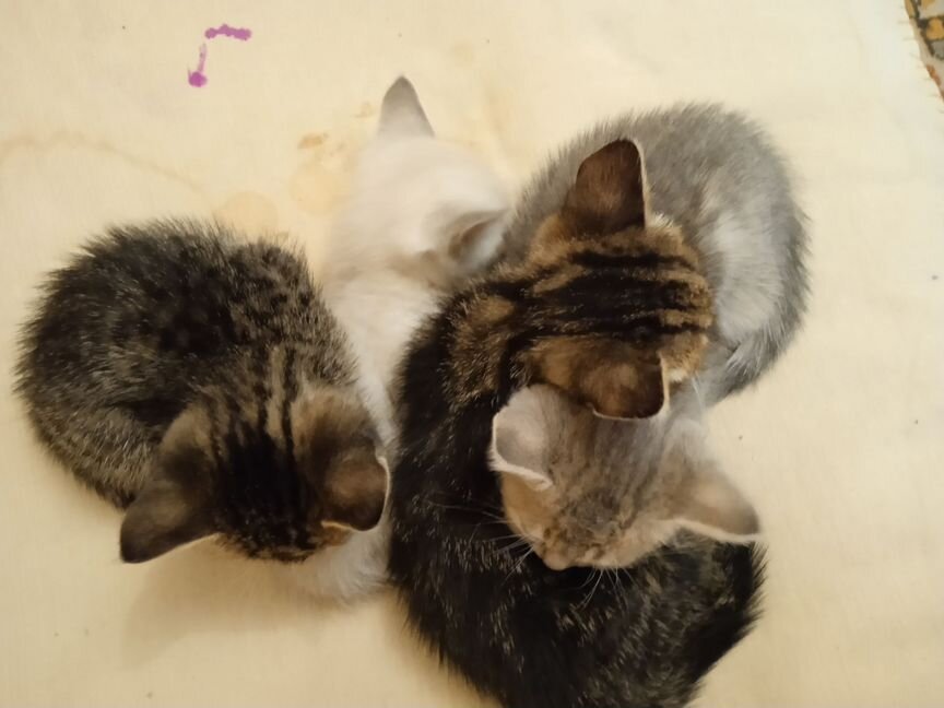 Котята в добрые руки