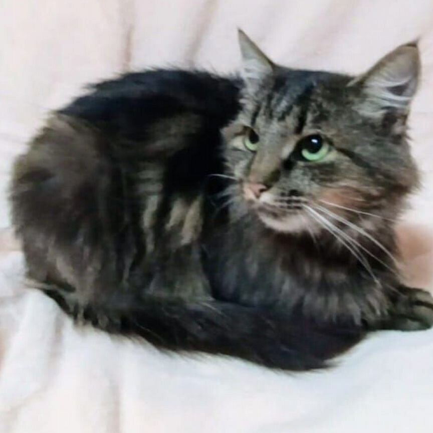 Кошки в добрые руки бесплатно