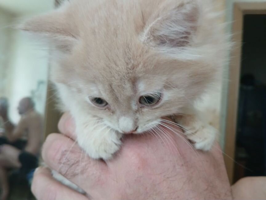 Отдам в добрые руки котят