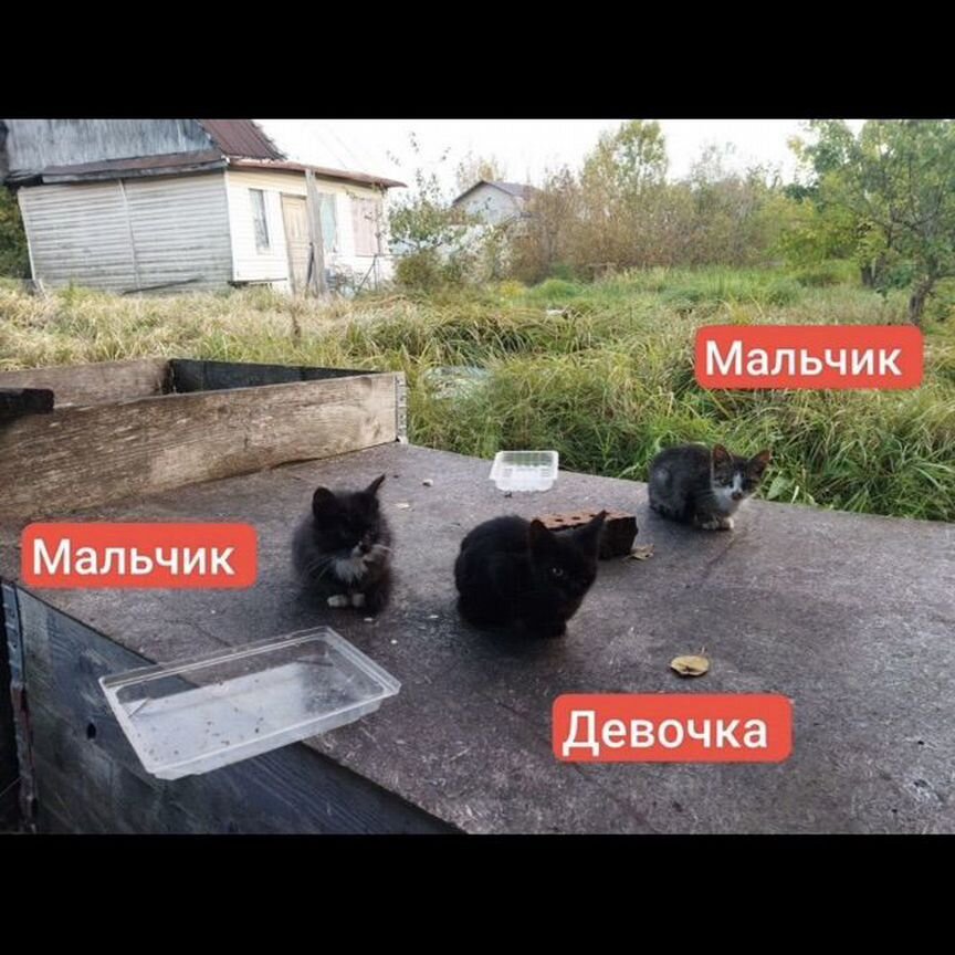 Котята
