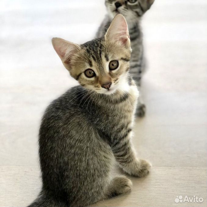 Котята метисы сибирские